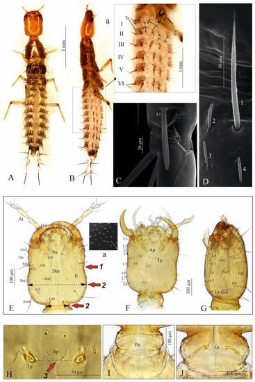 Synthesis of Current Knowledge of the Morphology of the Larval Stages ...