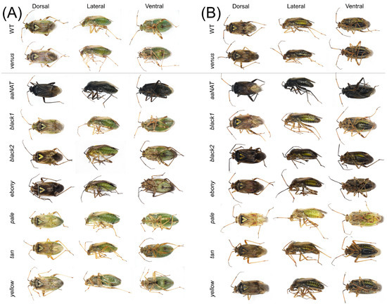 RNAi-Mediated Manipulation of Cuticle Coloration Genes in Lygus ...