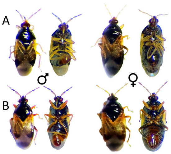Inheritance and Biological Characterization of an Orange-nymph Mutant ...