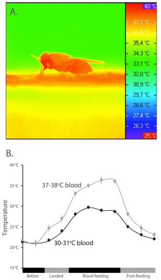 Warm Blood Meal Increases Digestion Rate and Milk Protein Production to ...