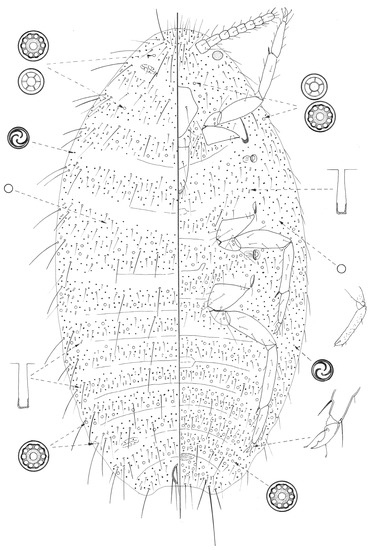 A New Species of the Mealybug Genus Mirococcus (Hemiptera: Coccomorpha ...