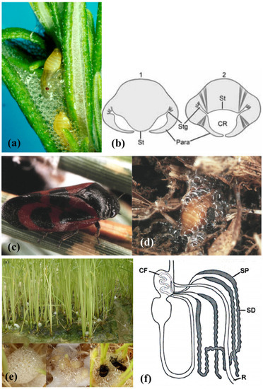 Multiple Functions of Malpighian Tubules in Insects: A Review