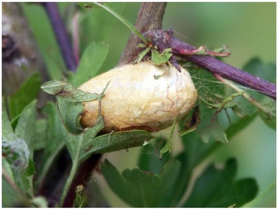 Multiple Functions of Malpighian Tubules in Insects: A Review