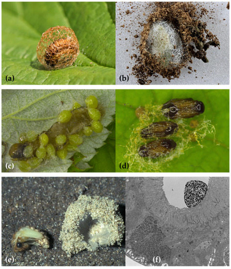Multiple Functions of Malpighian Tubules in Insects: A Review