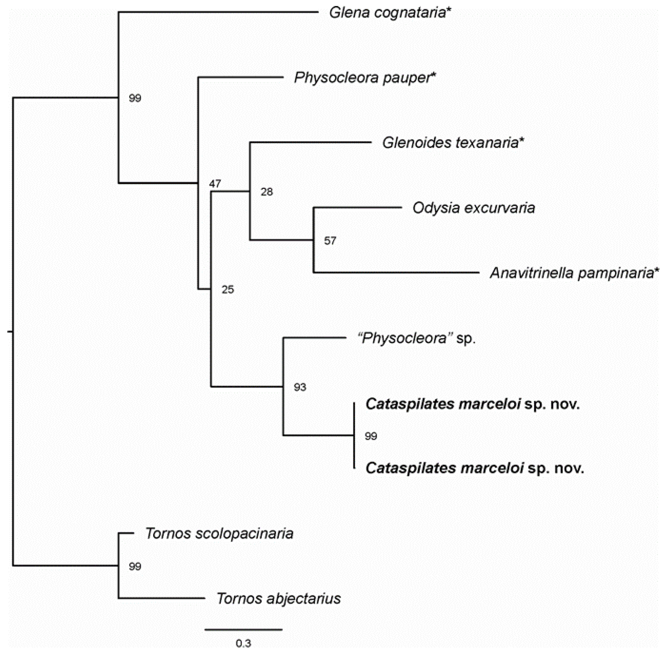 Flightless Females in the Neotropical Moth Genus Cataspilates Warren ...