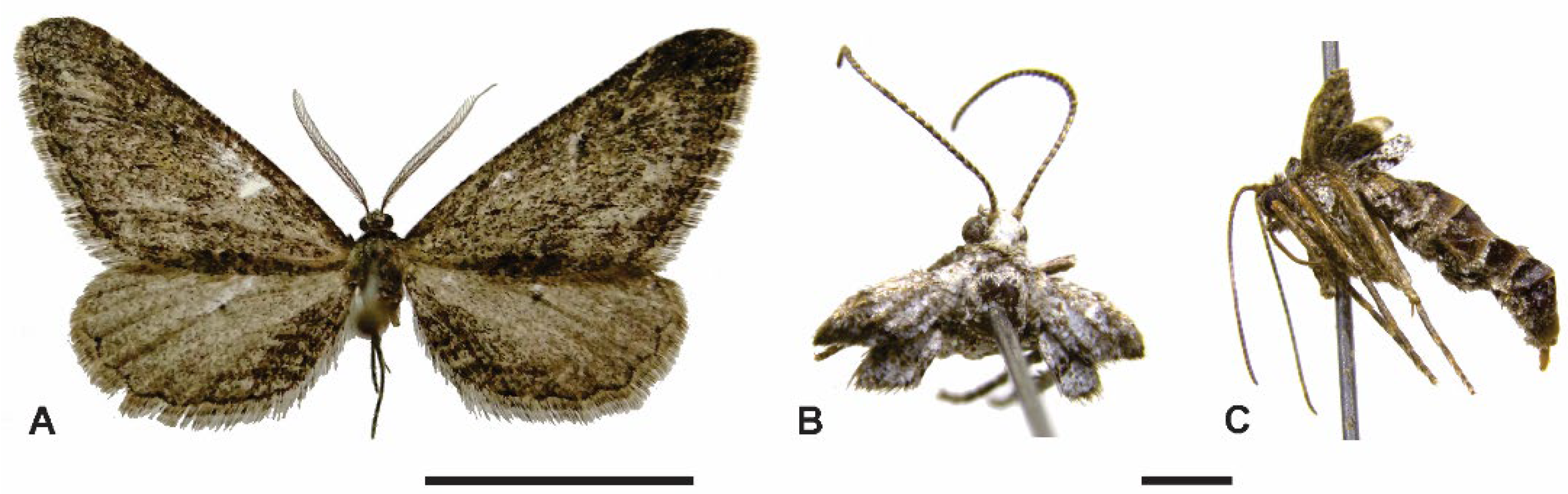 Flightless Females in the Neotropical Moth Genus Cataspilates Warren ...
