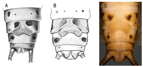New Synonym and New Species Record of Filchneria (Plecoptera ...