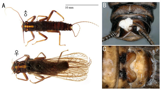 New Synonym and New Species Record of Filchneria (Plecoptera ...