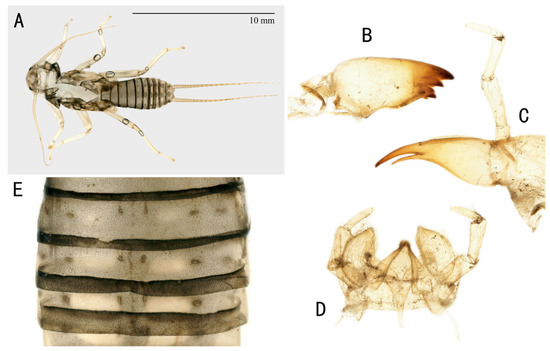 New Synonym and New Species Record of Filchneria (Plecoptera ...