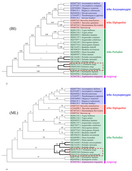 New Synonym and New Species Record of Filchneria (Plecoptera ...