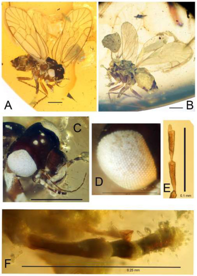 A New Genus and Species of the Suborder Trogiomorpha (Insecta, Psocodea ...