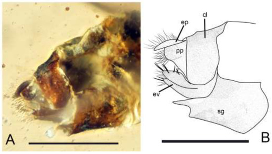 A New Genus and Species of the Suborder Trogiomorpha (Insecta, Psocodea ...
