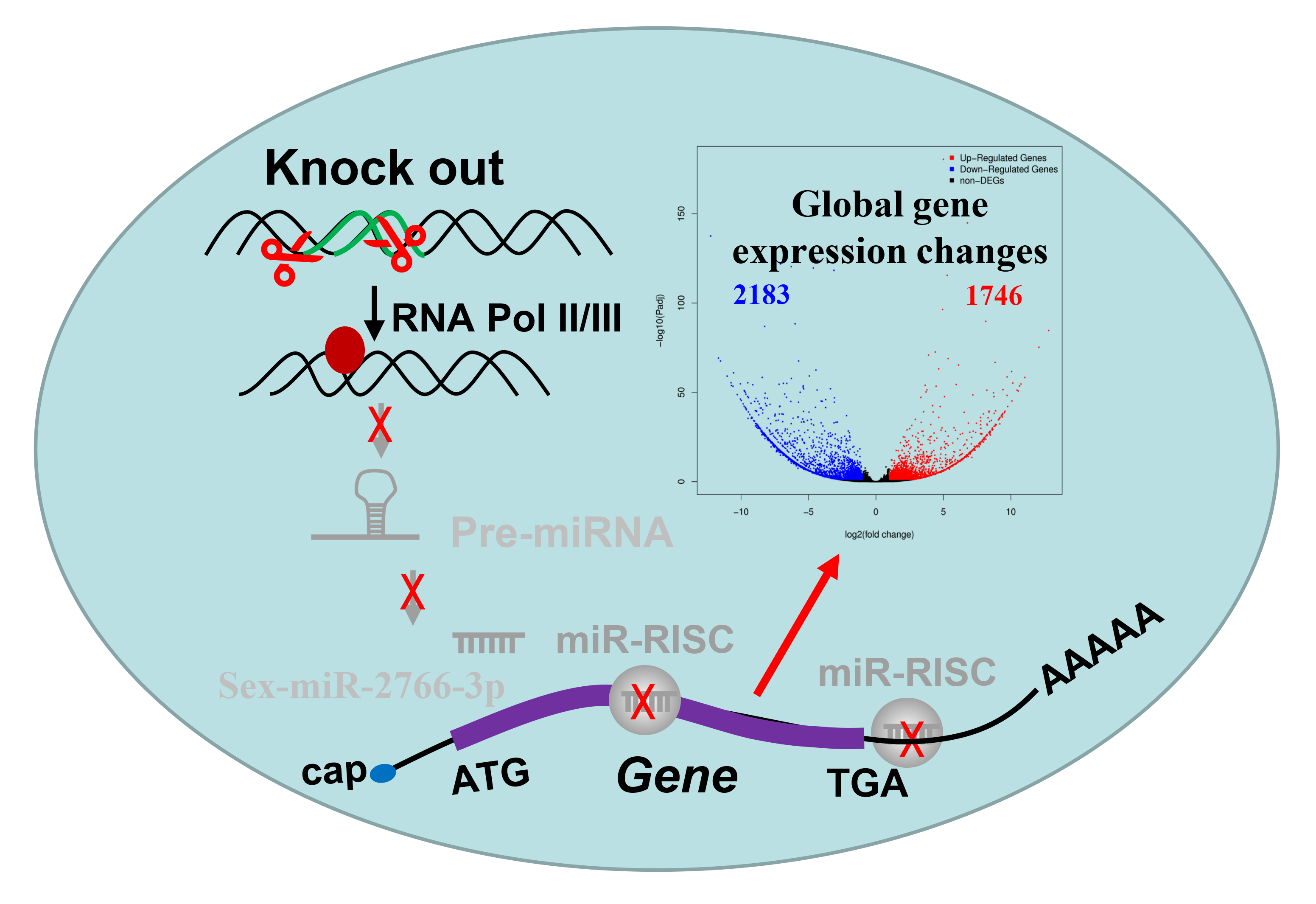 Insects | Free Full-Text | A Genetic Compensation Phenomenon and Global ...