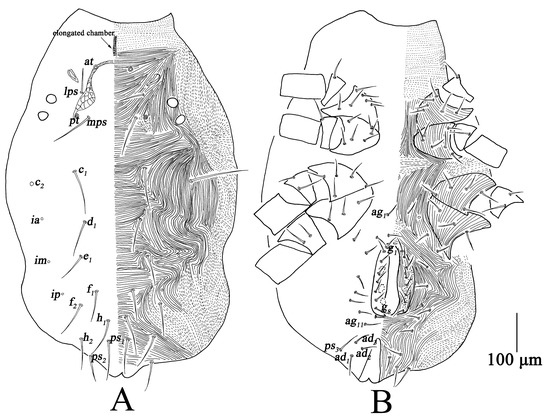 Redescription of Bdella muscorum Ewing, 1909 (Bdellidae: Bdellinae ...