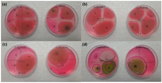 Spores of Trichoderma Strains over P. vulgaris Beans: Direct Effect on ...