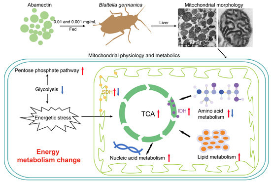 Insects | Free Full-Text | Subcellular-Level Mitochondrial Energy ...