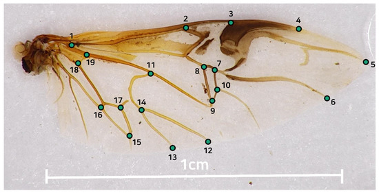 The Gut Bacterial Community of Chlaenius pallipes (Coleoptera ...