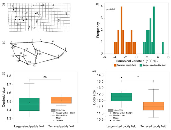 The Gut Bacterial Community of Chlaenius pallipes (Coleoptera ...