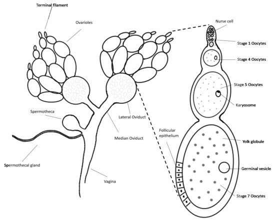Germ Cell Isolation and Cryopreservation from Reproductive Organs of ...