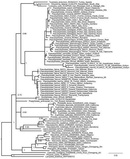 Molecular Phylogeny and Taxonomy of the Butterfly Subtribe ...