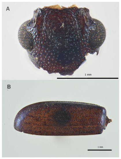 Back to the Middle Ages: Entomological and Botanical Elements Reveal ...