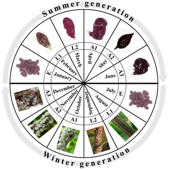 Unraveling the Role of Lac Insects in Providing Natural Industrial Products