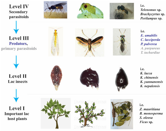 Unraveling the Role of Lac Insects in Providing Natural Industrial Products