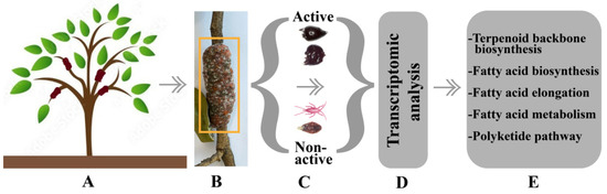Unraveling the Role of Lac Insects in Providing Natural Industrial Products