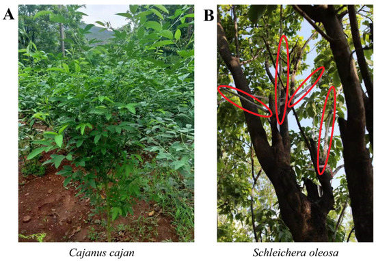 Unraveling the Role of Lac Insects in Providing Natural Industrial Products