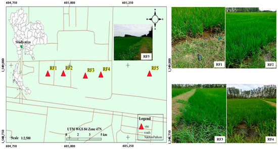 Nutritional Compositions of Aquatic Insects Living in Rice Fields, with ...