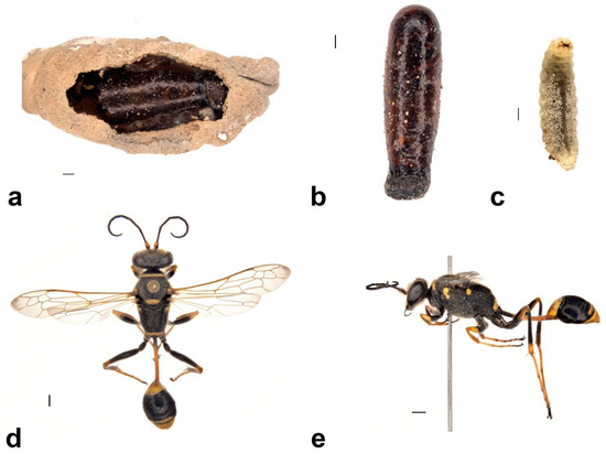 Insects | Free Full-Text | Nest Ecology and Prey Preference of the Mud ...