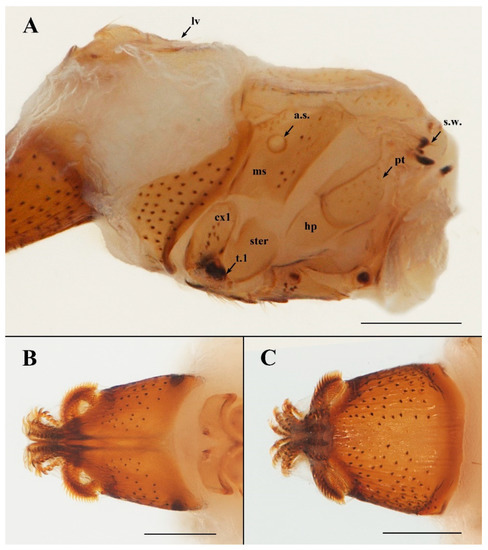 A New Species of Ascodipteron (Diptera: Hippoboscidae) from China Based ...