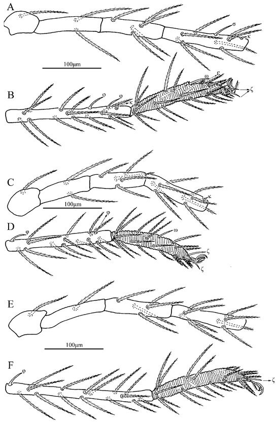 Four New Species of Larval Charletonia and Leptus (Acari ...