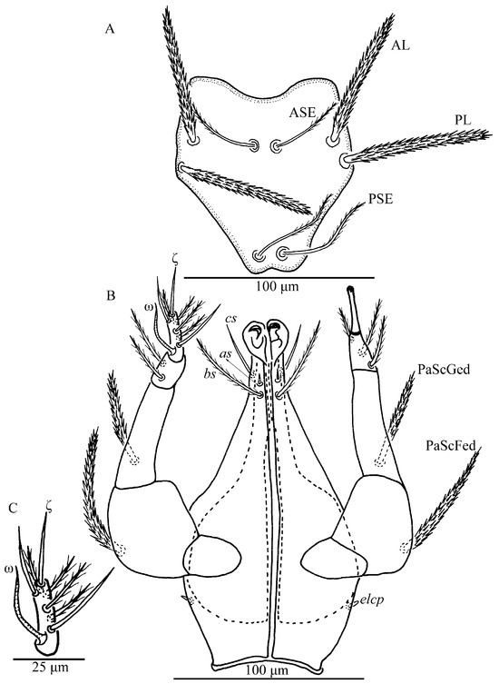 Four New Species of Larval Charletonia and Leptus (Acari ...