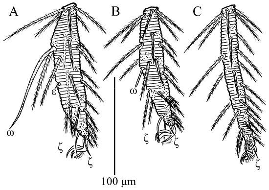 Four New Species of Larval Charletonia and Leptus (Acari ...