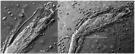 Four New Species of Larval Charletonia and Leptus (Acari ...