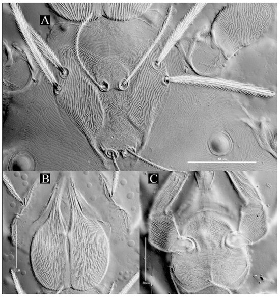 Four New Species of Larval Charletonia and Leptus (Acari ...