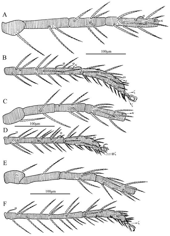 Four New Species of Larval Charletonia and Leptus (Acari ...