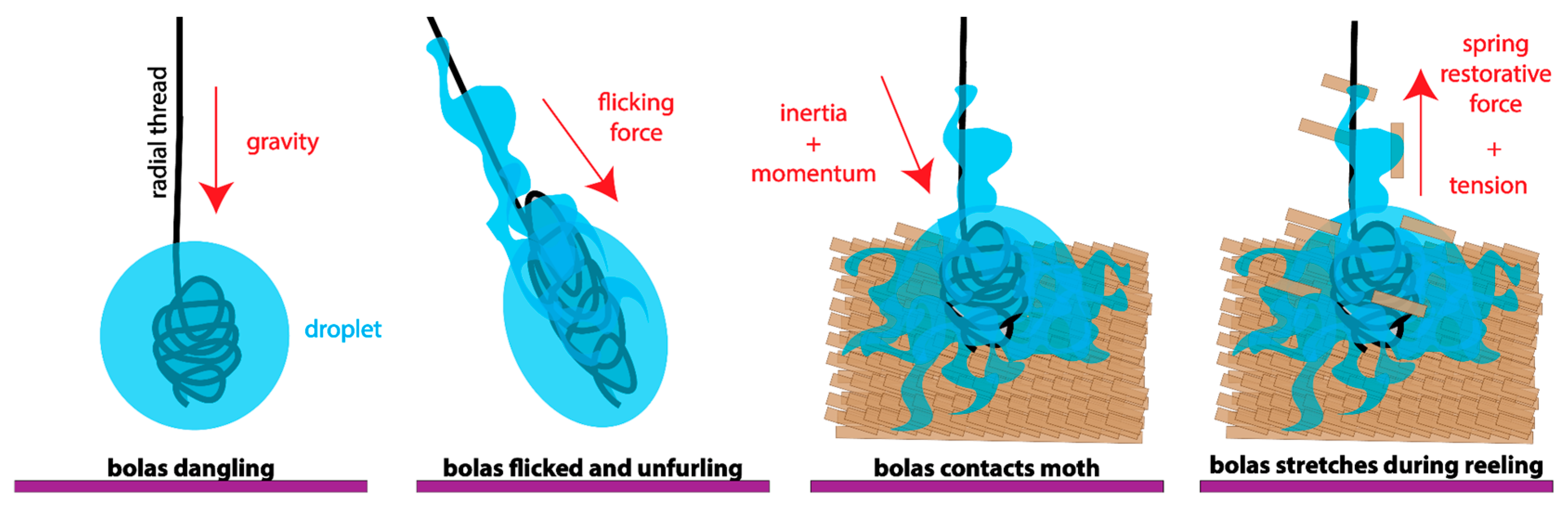Behavior and Bioadhesives: How Bolas Spiders, Mastophora hutchinsoni ...