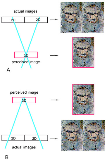 Systematic Position of the Fossil Burrower Bug Eocenocydnus lisi Popov ...