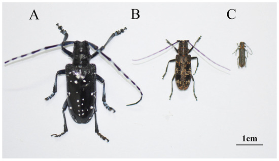 An Efficient and Simple Method for Collecting Haemolymph of ...