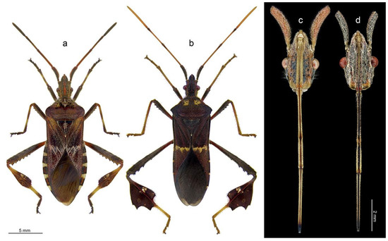 Labial Sensory Organs of Two Leptoglossus Species (Hemiptera: Coreidae ...