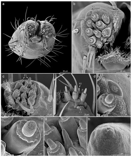Labial Sensory Organs of Two Leptoglossus Species (Hemiptera: Coreidae ...