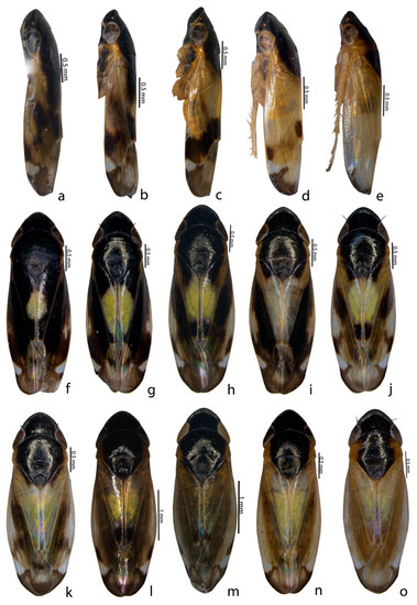 Integrative Approaches Establish Colour Polymorphism in the Bamboo ...