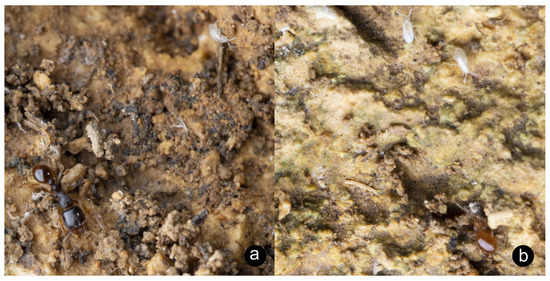 The Intranidal Myrmecophiles of the Maltese Islands with Notes on ...