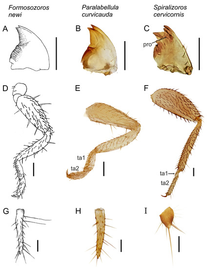 Insects | Free Full-Text | An Immature Dermapteran Misidentified as an ...