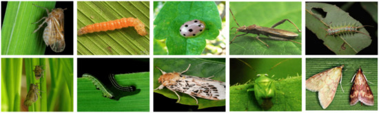 A New Pest Detection Method Based on Improved YOLOv5m