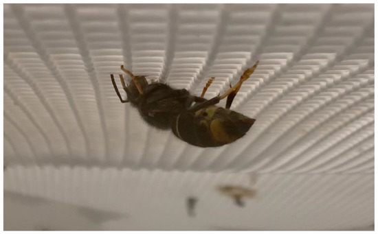 Behaviour of Vespa velutina nigrithorax (Hymenoptera: Vespidae) under ...