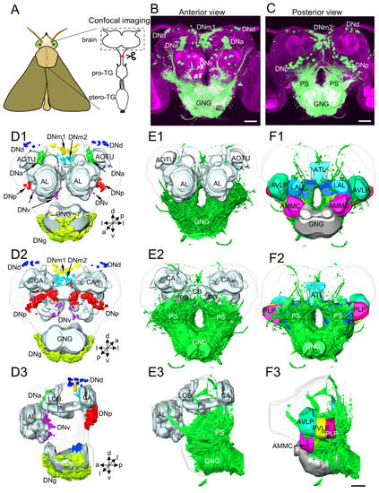 Distribution and Organization of Descending Neurons in the Brain of ...