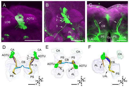 Distribution and Organization of Descending Neurons in the Brain of ...